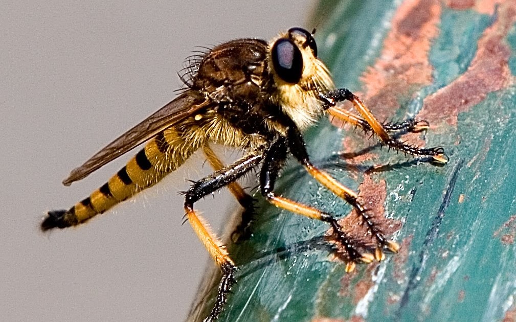 RiverWalking: Attack of the killer helicopter bugs