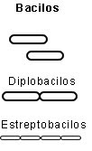 BIOLOGIA: BACILOS