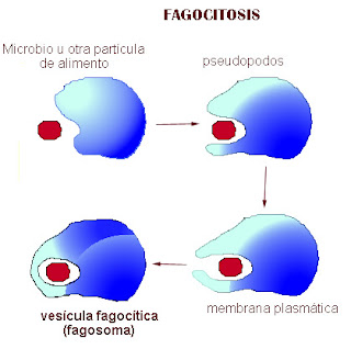 BIOLOGIA: FAGOCITOSIS