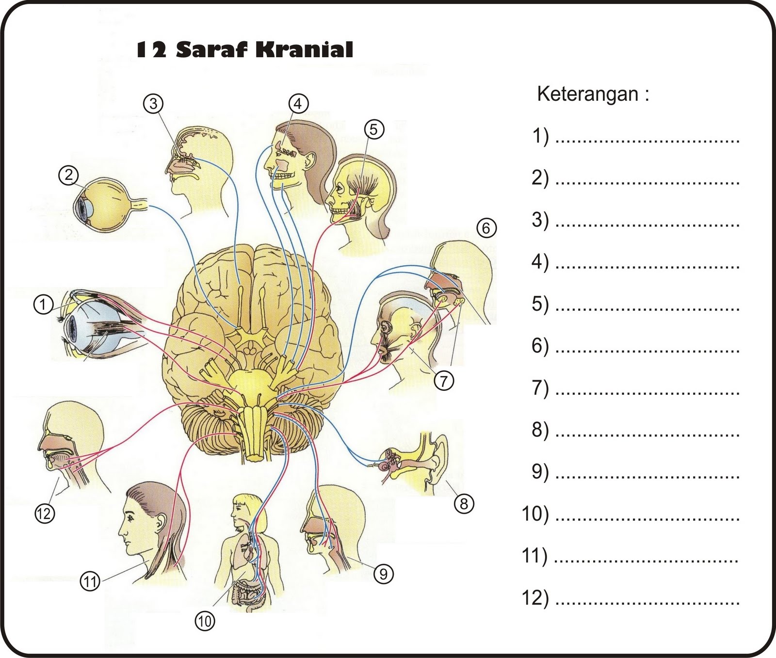 TUGAS MANDIRI 2 | biologi.ku