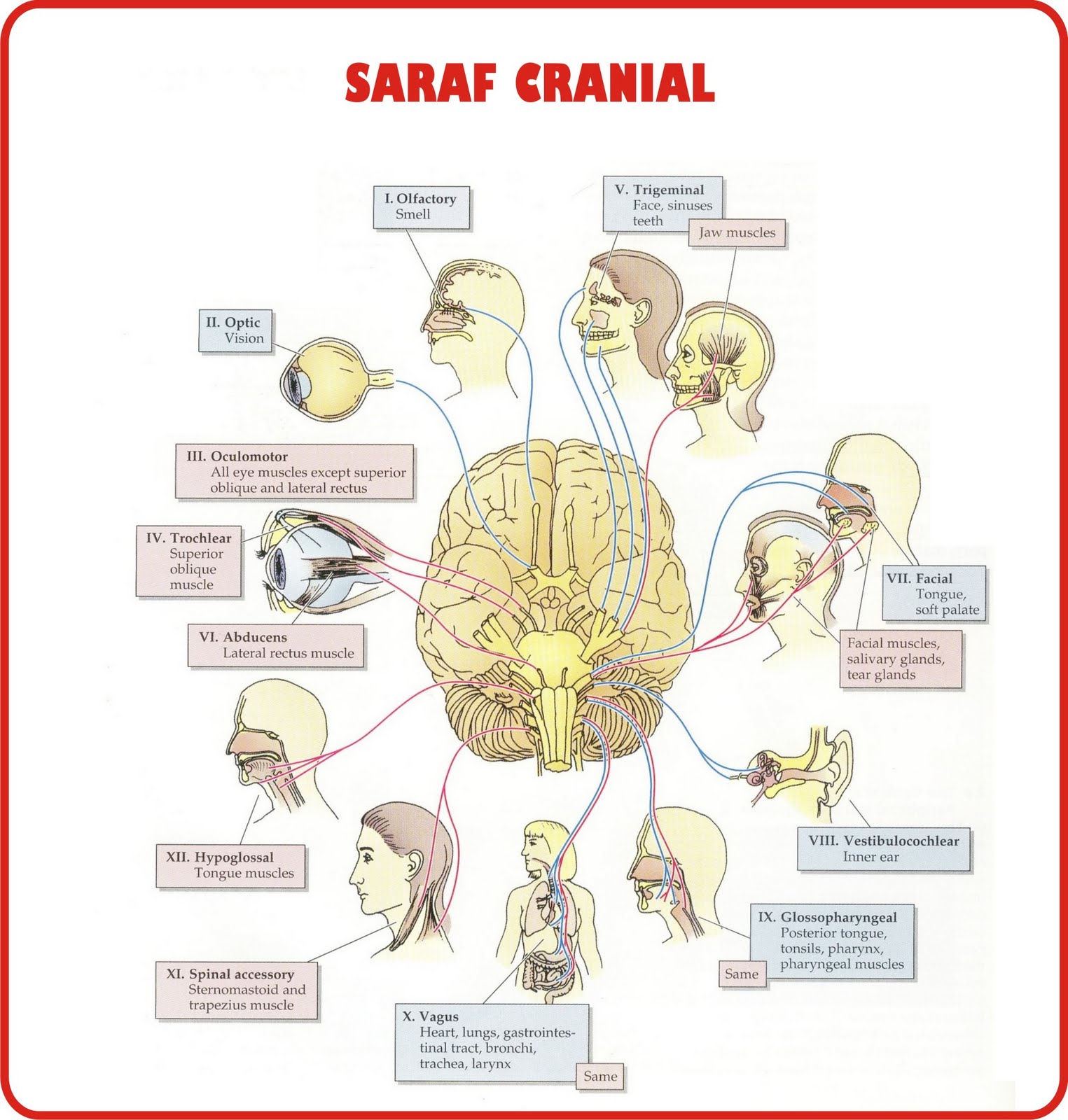 Sistem Saraf Sadar - Homecare24