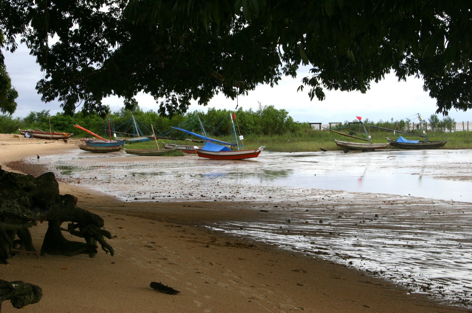 .Associação dos Amigos da Ilha de Colares: AS PRAIAS e IGARAPÉS DA ILHA ...