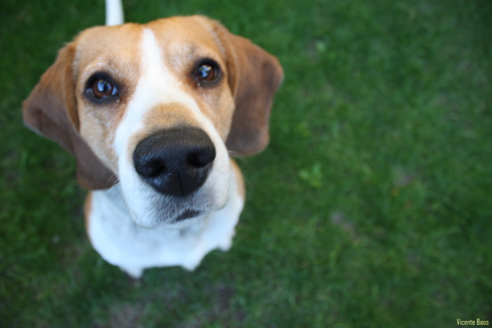 El Supositorio: enero 2011