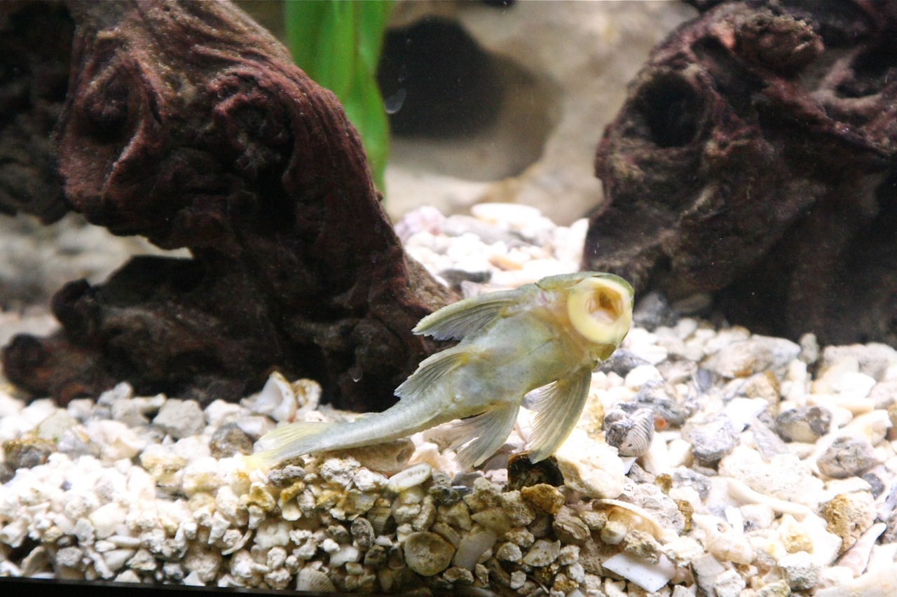 Conner Family Blog: Dorkfish