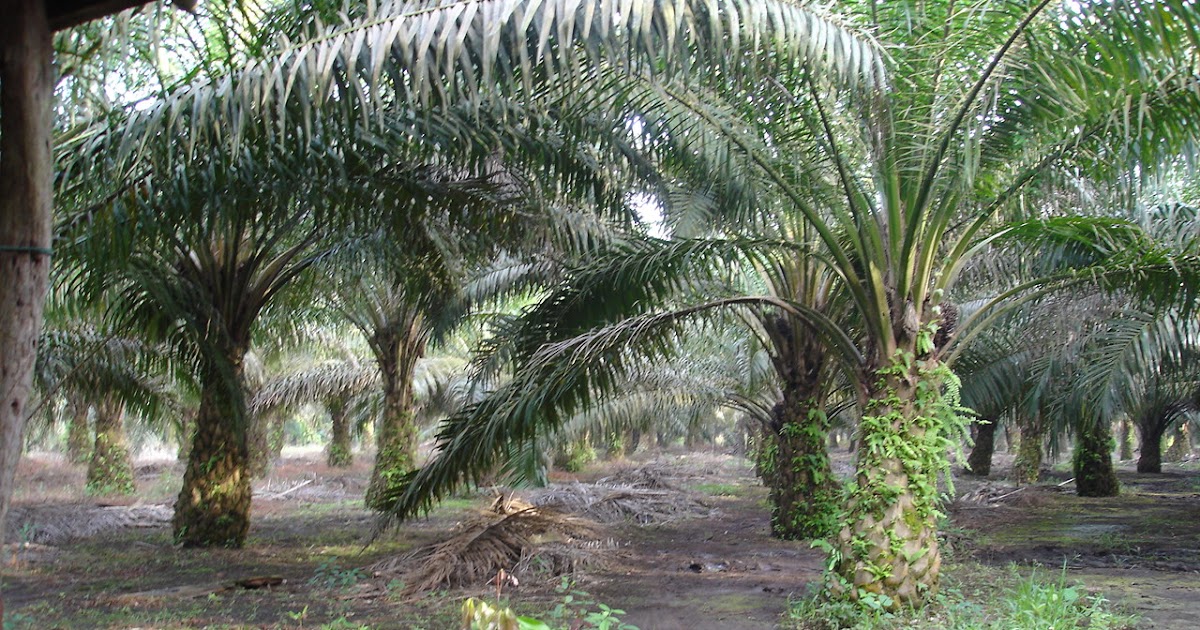 Baru 31+ Pondok Kebun Sawit