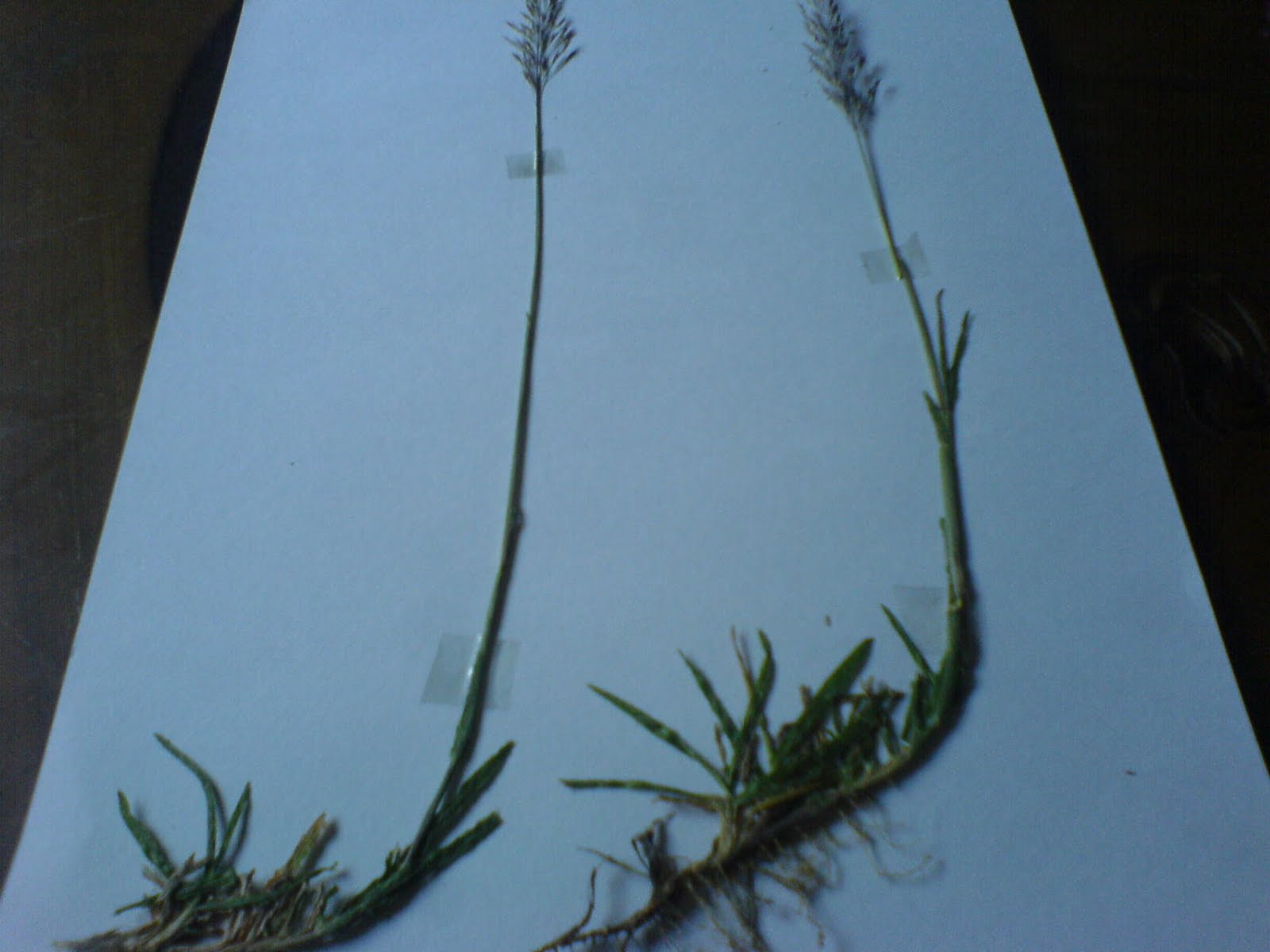 CIKGU HUMAIRI: HERBARIUM