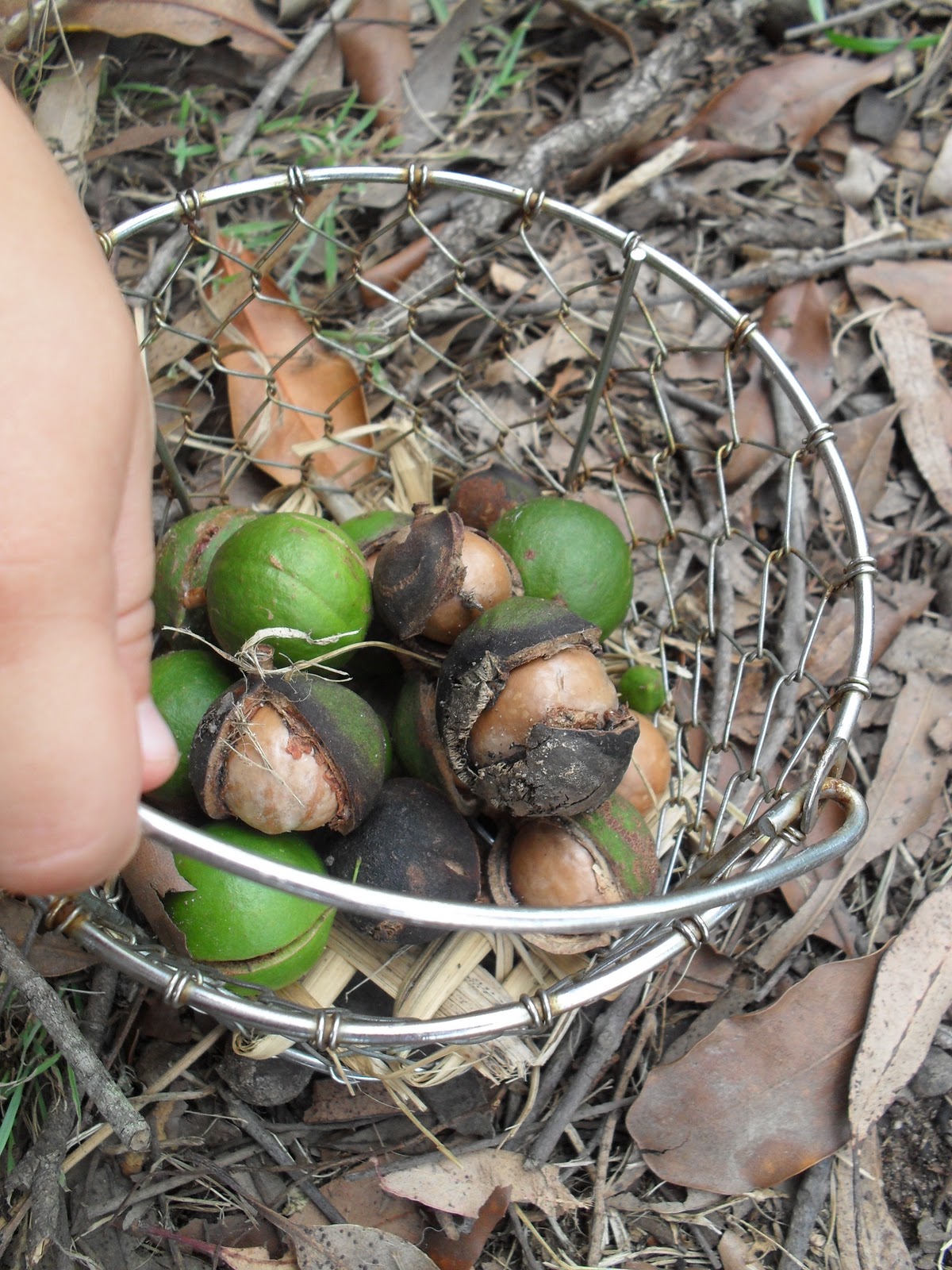 Gooseberry Jam: Gone nuts...