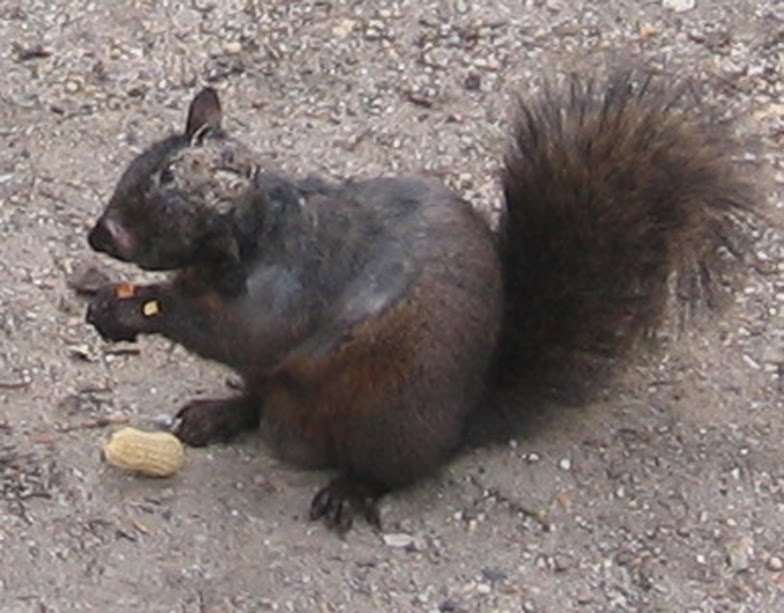 The New York Squirrel: Sick Squirrel