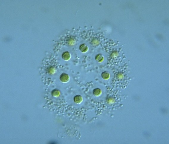 ALGOLOBLOG: Klasa Chrysophyceae