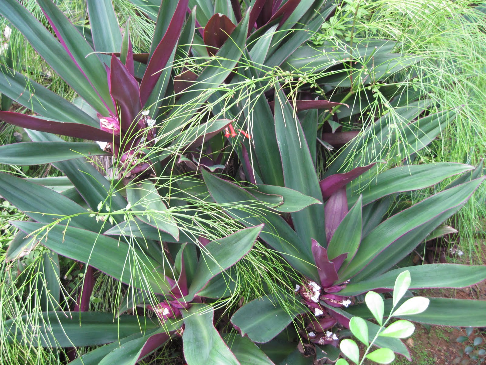 Hardwood Trees In Jamaica at Margaret Burgin blog