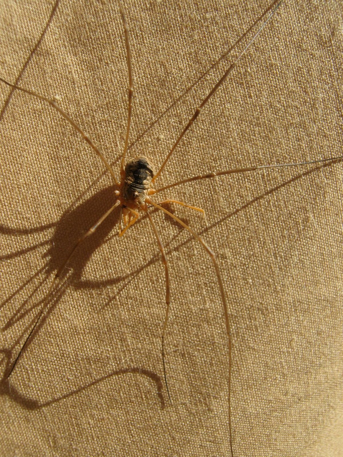 Verder kijken dan de horizon: Druppels en insecten