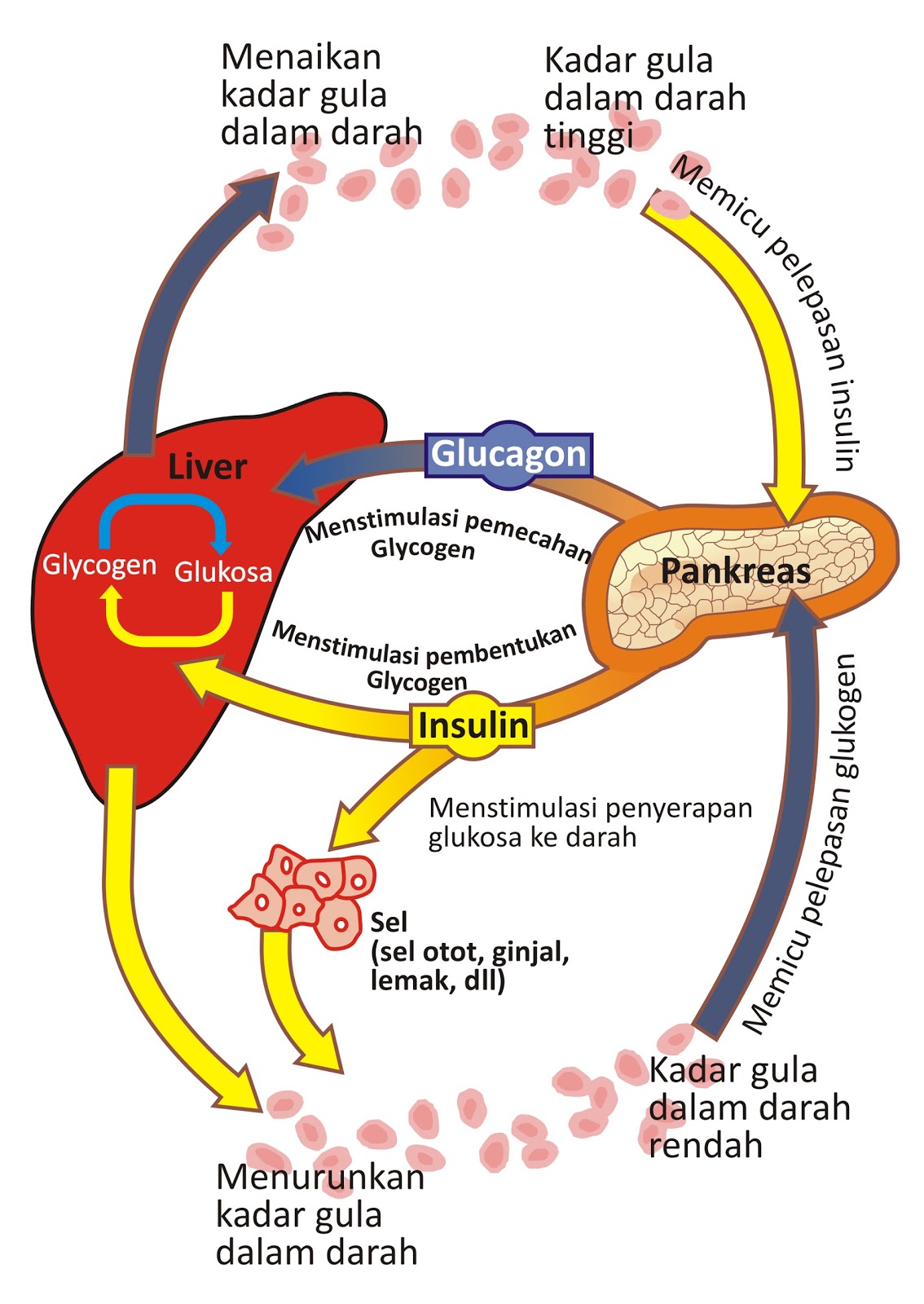 SIMPLISIA CHEMIST [Insulin Focus]: WHAT IS INSULIN?
