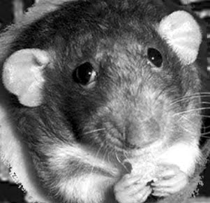 A Través del Uniberto: Si el ratón llora, estás perdida