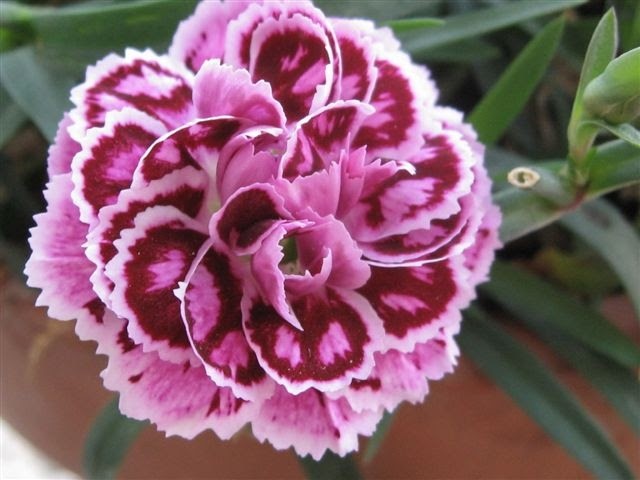 Flores Manizales: FLOR CLAVELLINA Y SU AROMA!!!