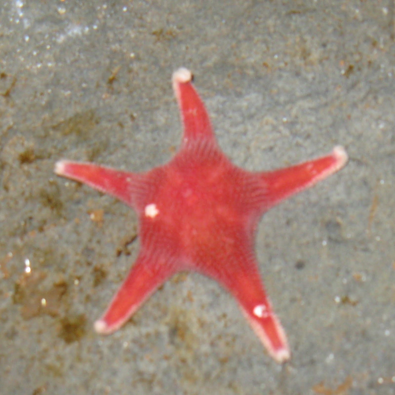 Life and Science on the West Antarctic Ice Sheet: Antarctic Sea Critters!