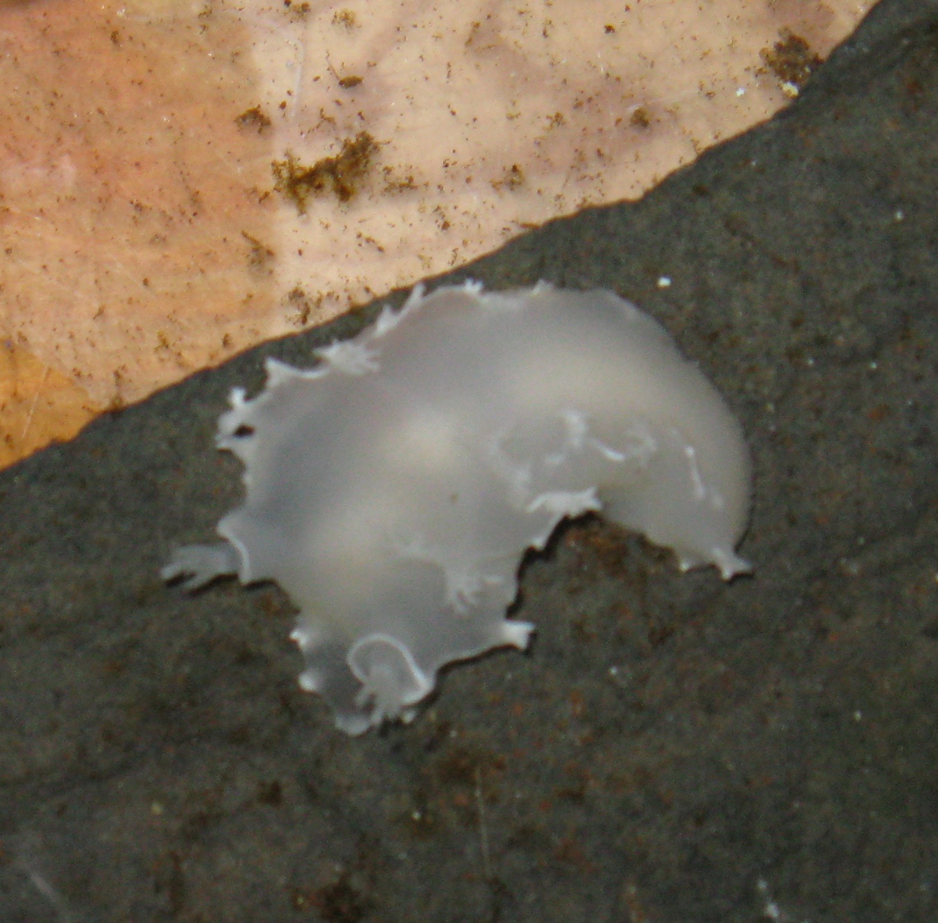 Life and Science on the West Antarctic Ice Sheet: Antarctic Sea Critters!