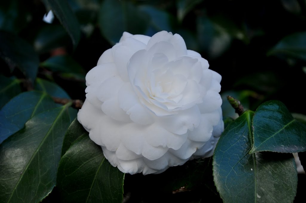 Alpendorada, Várzea e Torrão: Flores da época II