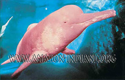 PINK DOLPHIN: Cute pink dolphin