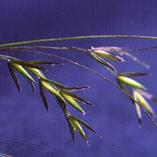 Vilt og vakkert: Huldra