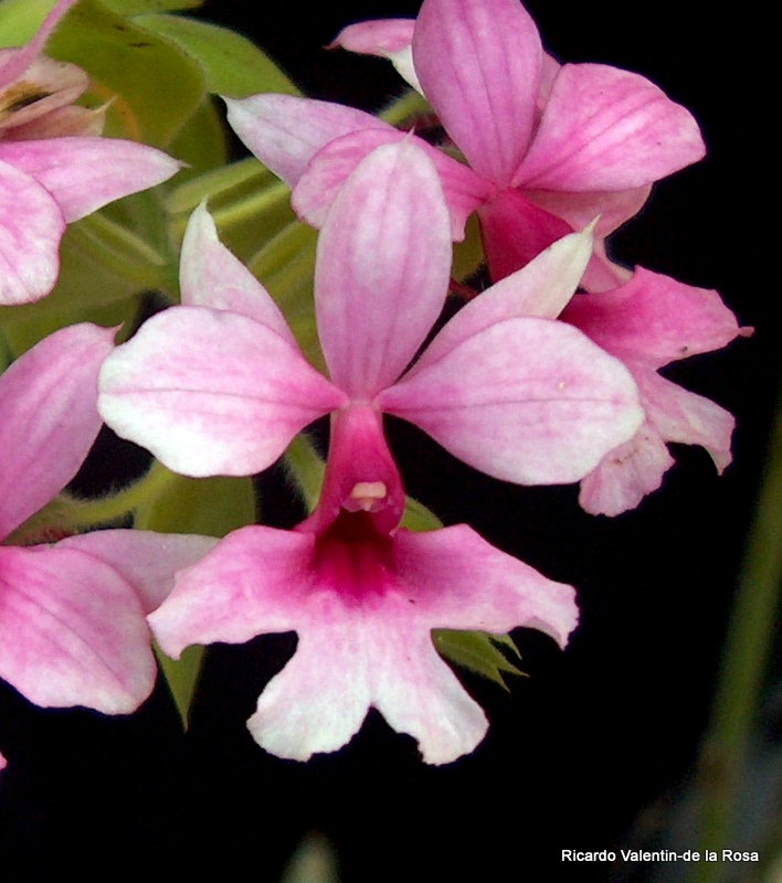 Ricardo's Blog, : Calanthe rubens and Cal. Grouville two terrestrial ...