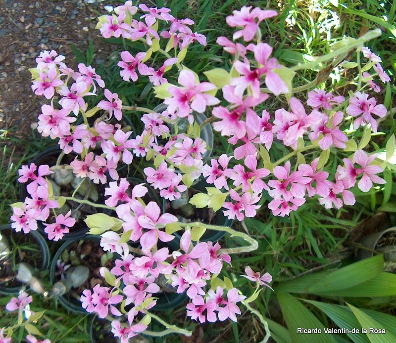 Ricardo's Blog, : Calanthe rubens and Cal. Grouville two terrestrial ...