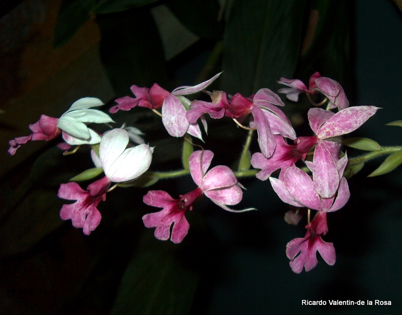 Ricardo's Blog, : Calanthe rubens and Cal. Grouville two terrestrial ...