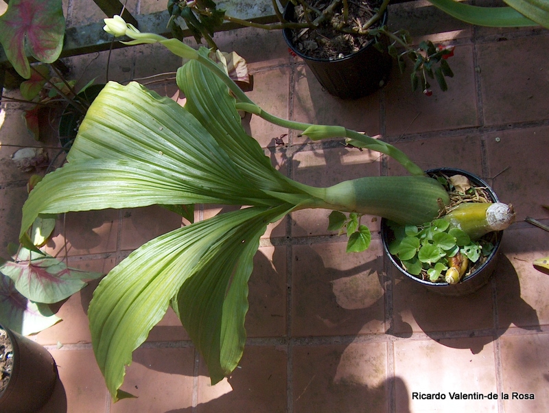Ricardo's Blog, : Calanthe rubens and Cal. Grouville two terrestrial ...
