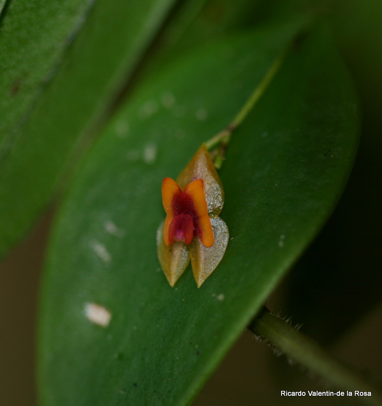 Ricardo's Blog, : Lepanthes woodburyana one of the commonest endemic ...