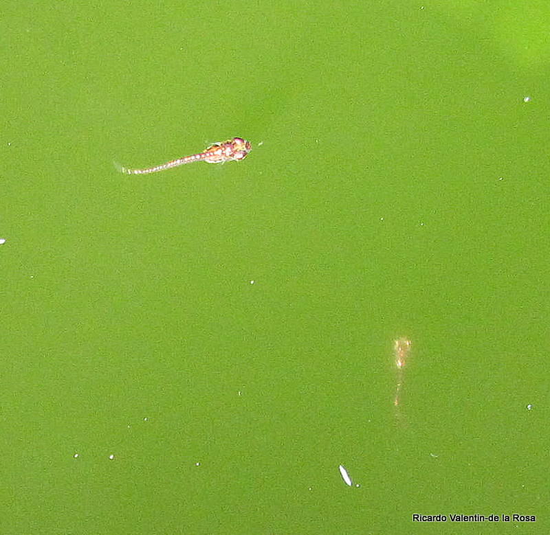 Ricardo's Blog, : La cria de alevines muy diminutos usando un mini ...