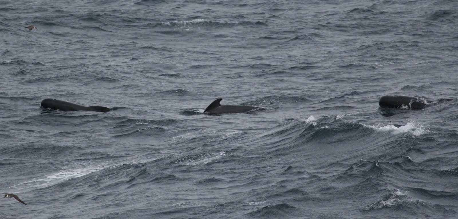 Charismatic Microfauna: Whales have names, too??