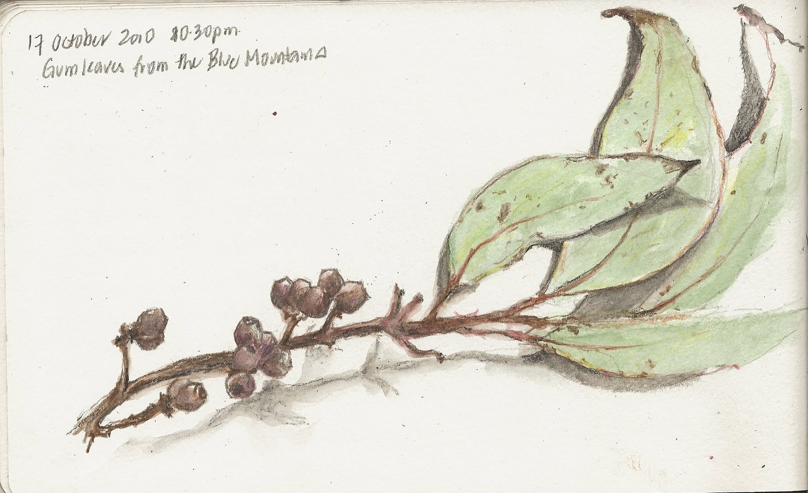 Sketching in Nature: gum nuts and leaves - Alissa Duke