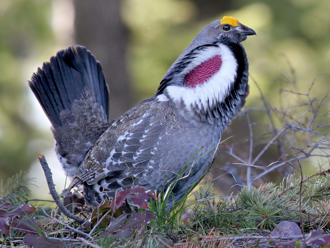Faisanes: Galliformes