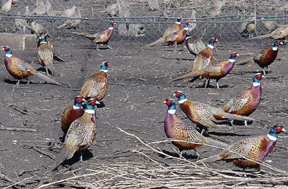 Faisanes: ¿Eres criador?