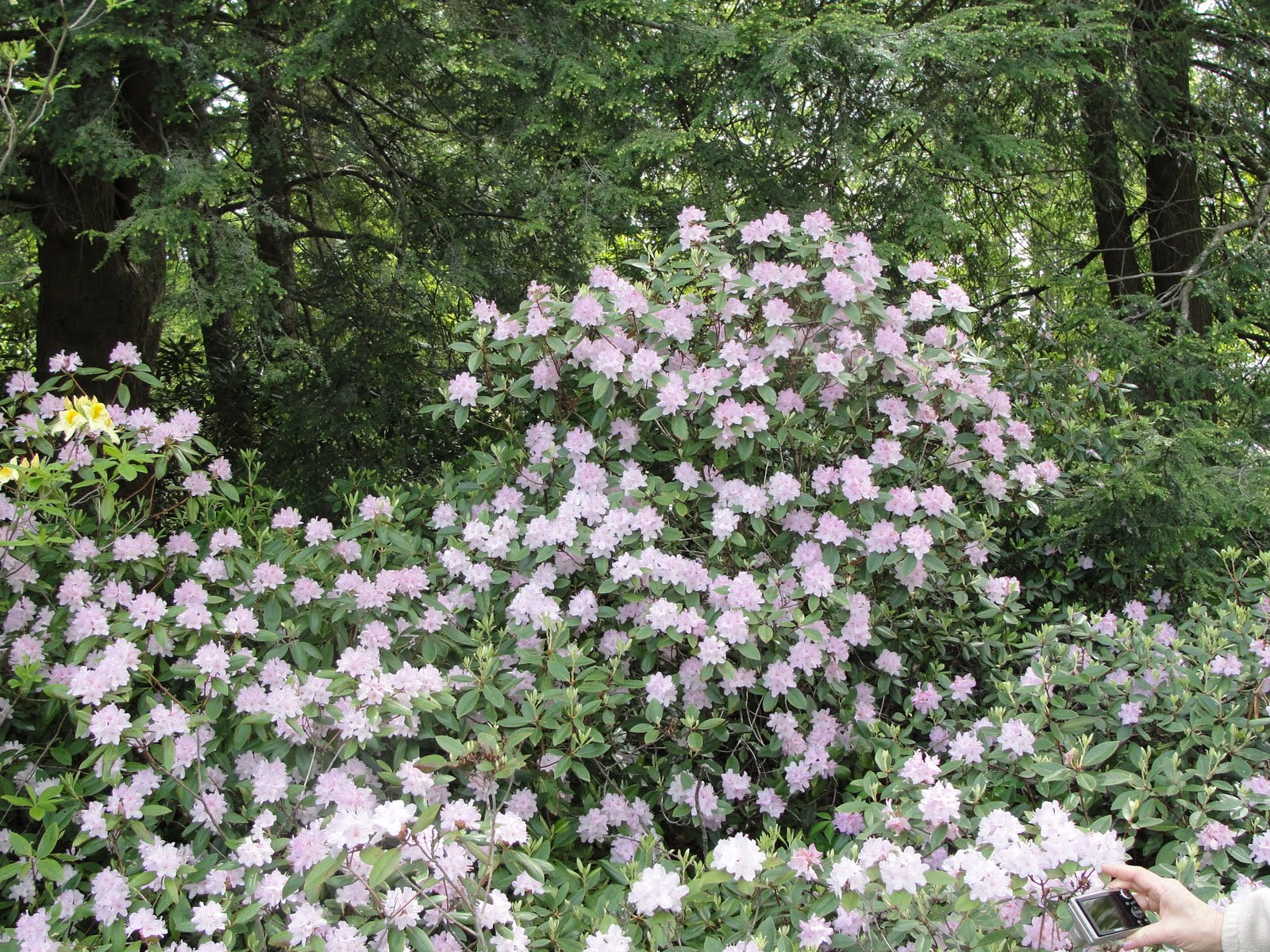 Pat and Jim's Gardening Adventure: Holden Rhododendron Garden