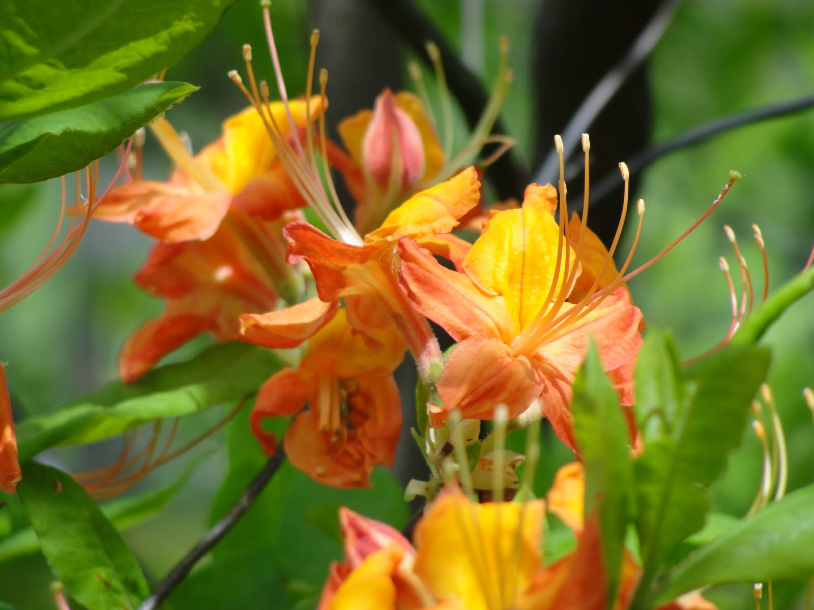 Pat and Jim's Gardening Adventure: Holden Rhododendron Garden