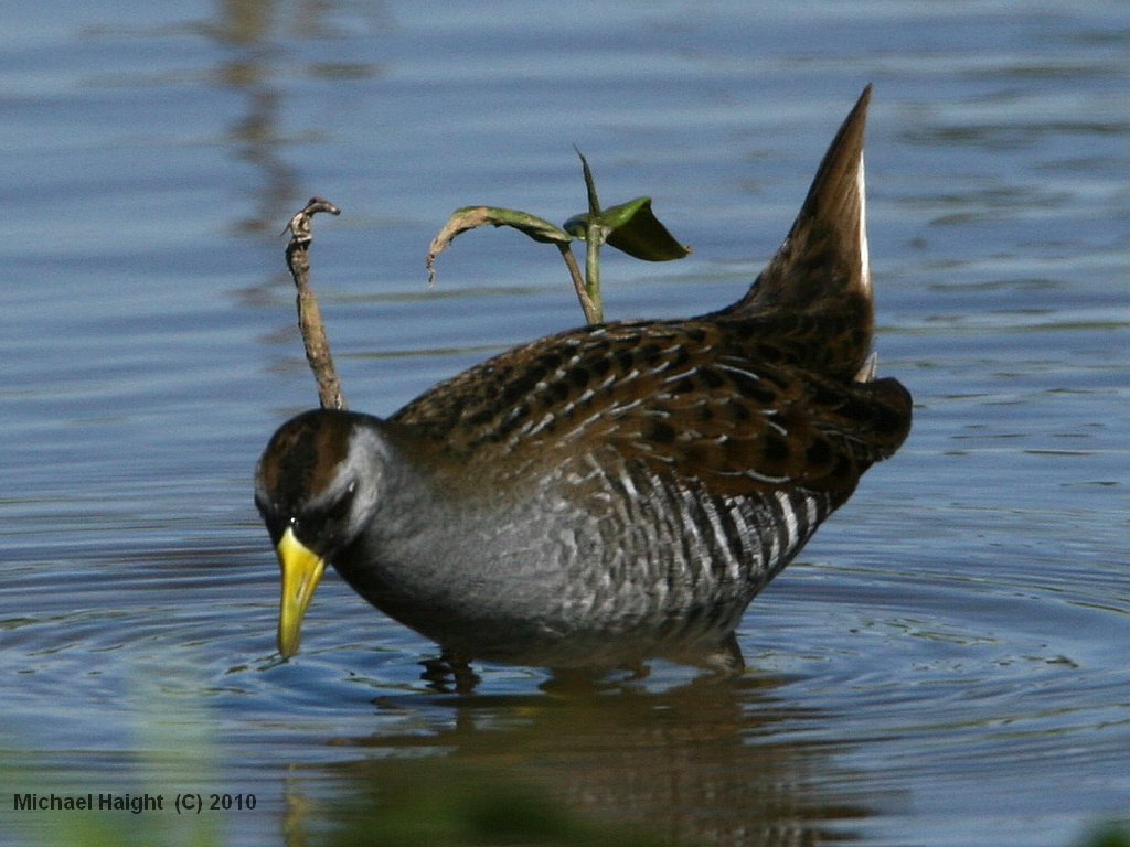 Friends of Hagerman National Wildlife Refuge: Sora Rail Sighting at ...