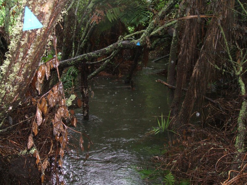 Mangaiti Gully Restoration Group: Flood Zone in the Gully