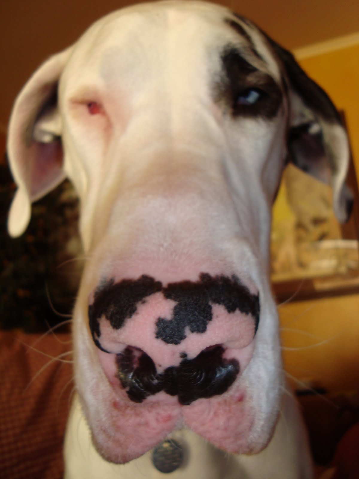 Something Shiny: Progression of a Spotty Nose...