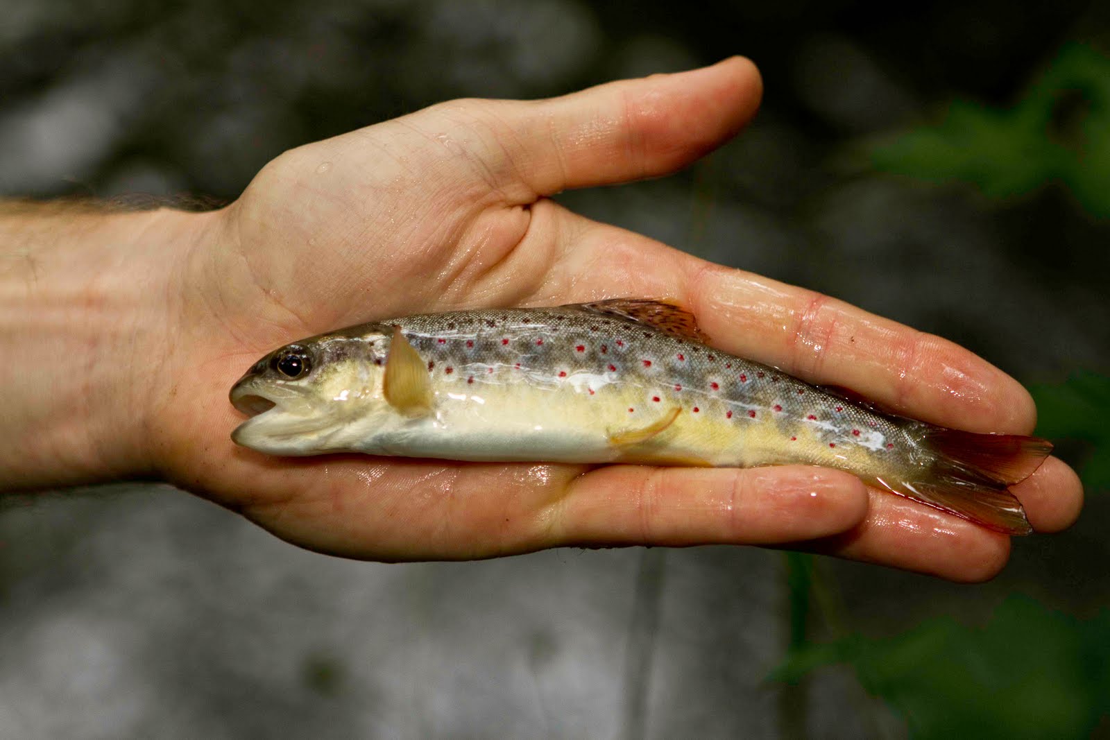Waving a Magic Wand(le) | Wild Trout Trust