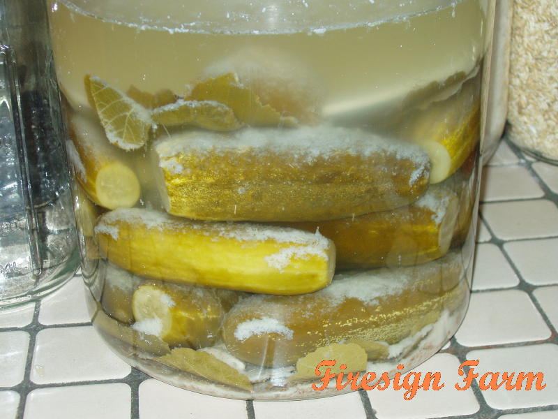 Firesign Farm: Sour Pickle Experiment