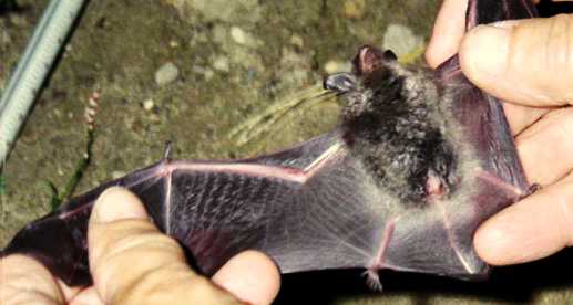 Endangered New Jersey: NJ Bat Population Continues To Collapse