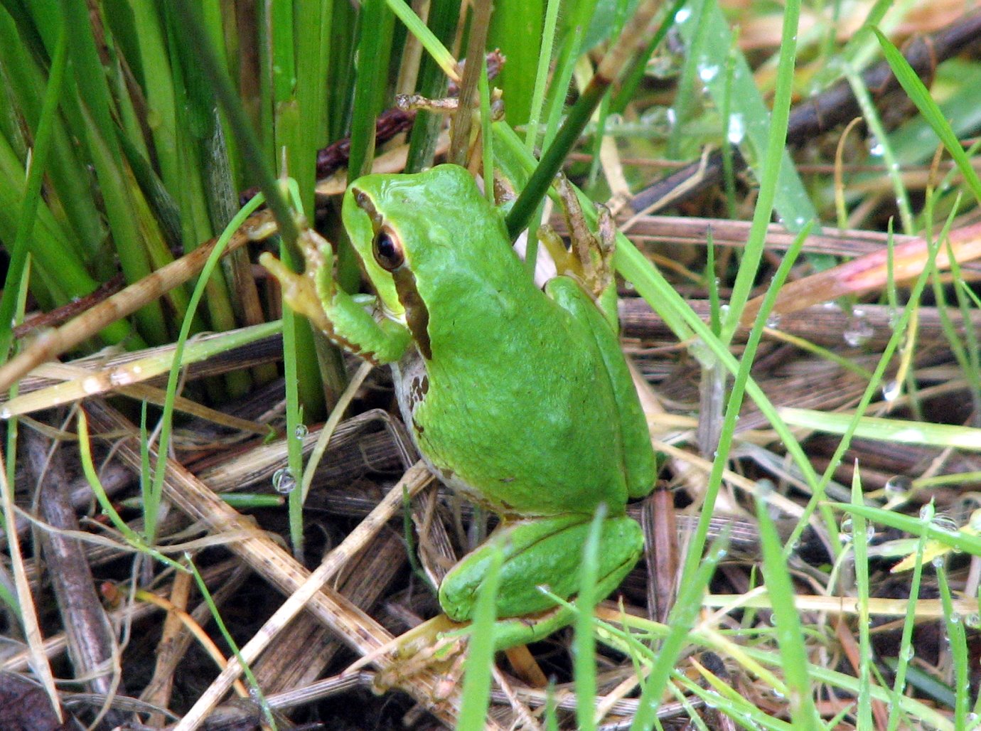 Andy Frank: Pacific Tree Frog and Rufous Hummingbird