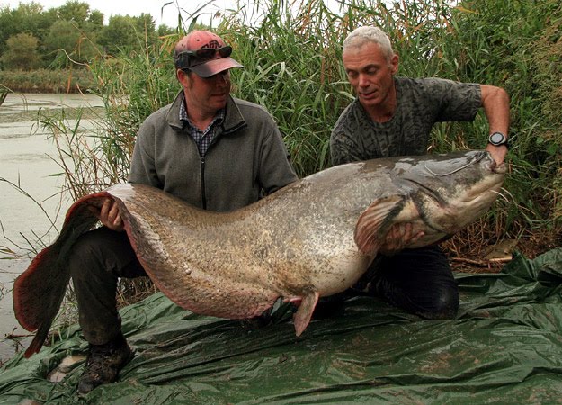 Message in bottle: RIVER MONSTERS