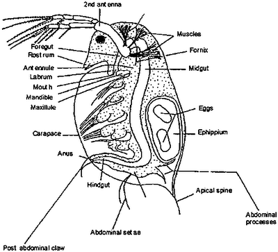 Moina - JungleKey.fr Image