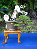 Mat Yie Garden: PERTANDINGAN BONSAI DI KEBUN BUNGA PENANG DEC 2010