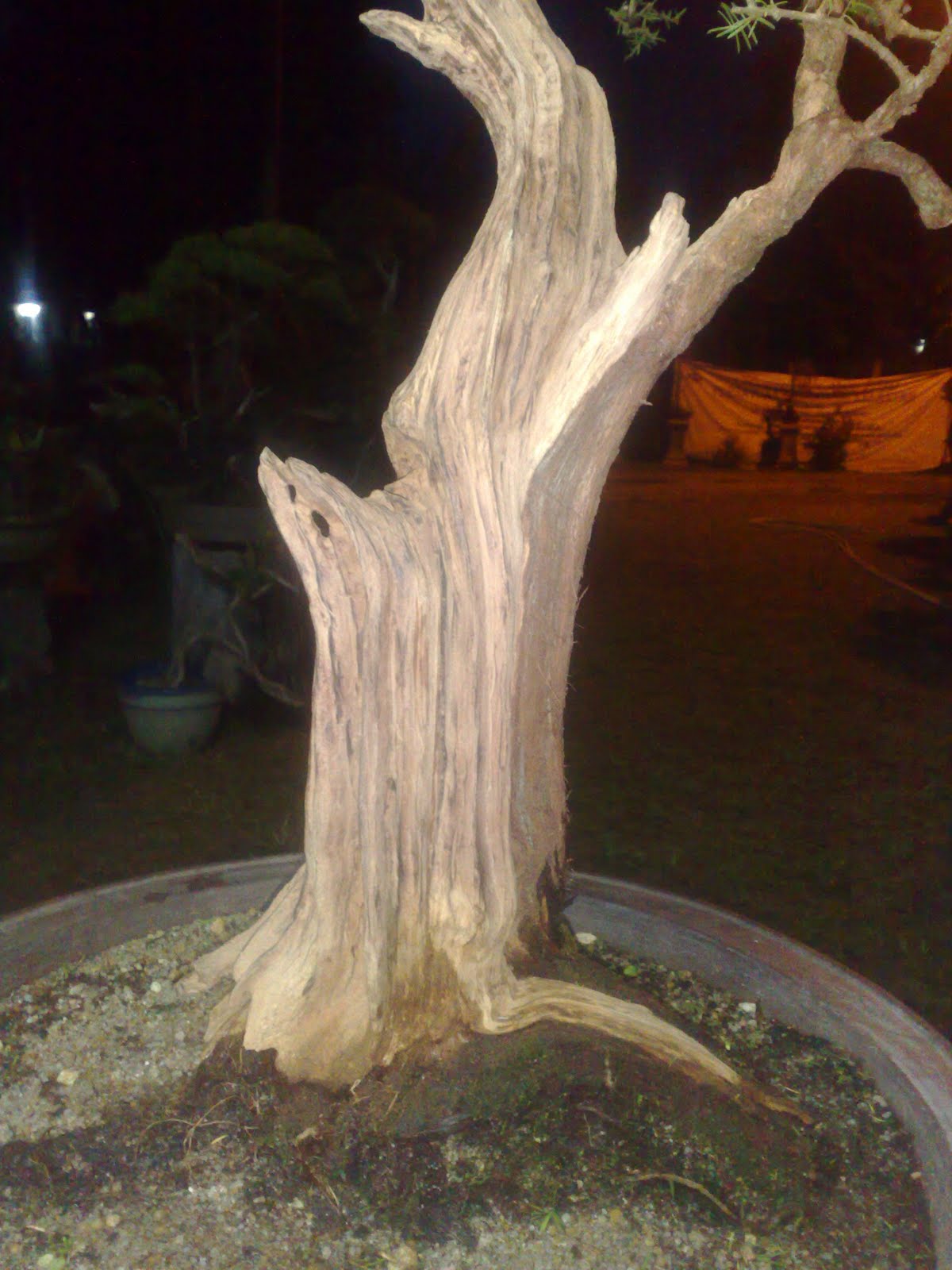 Mat Yie Garden: CUCUR ATAP / BEACKEA FRUTESCENS - MEMBAIKI JIN DAN SHARI