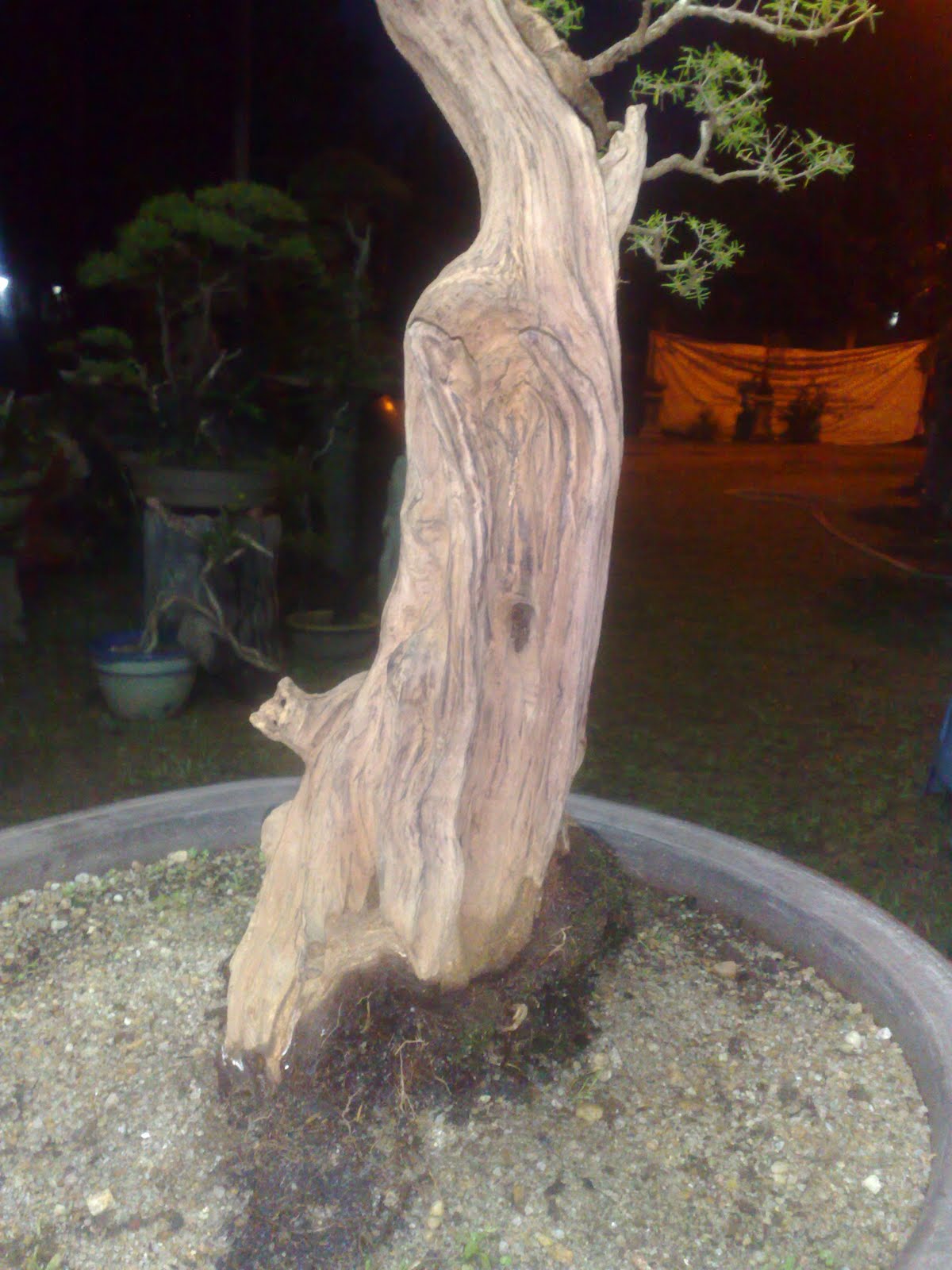 Mat Yie Garden: CUCUR ATAP / BEACKEA FRUTESCENS - MEMBAIKI JIN DAN SHARI