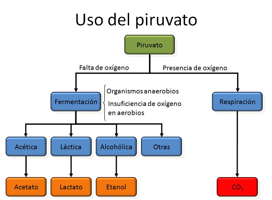 AURORA DE LA BIOQUIMICA: TRES DESTINOS DEL PIRUVATO
