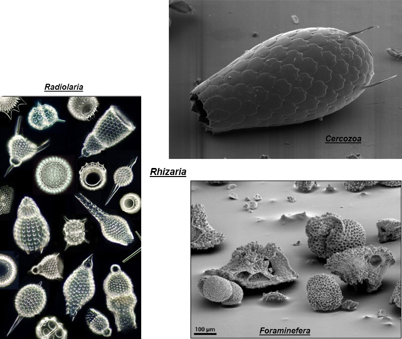 B.log.ia 2.0: Clasificación y filogenia de los Eucariotas