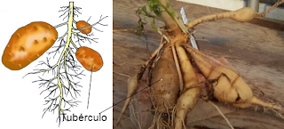 B.log.ia 2.0: Reproducción asexual y sexual en vegetales